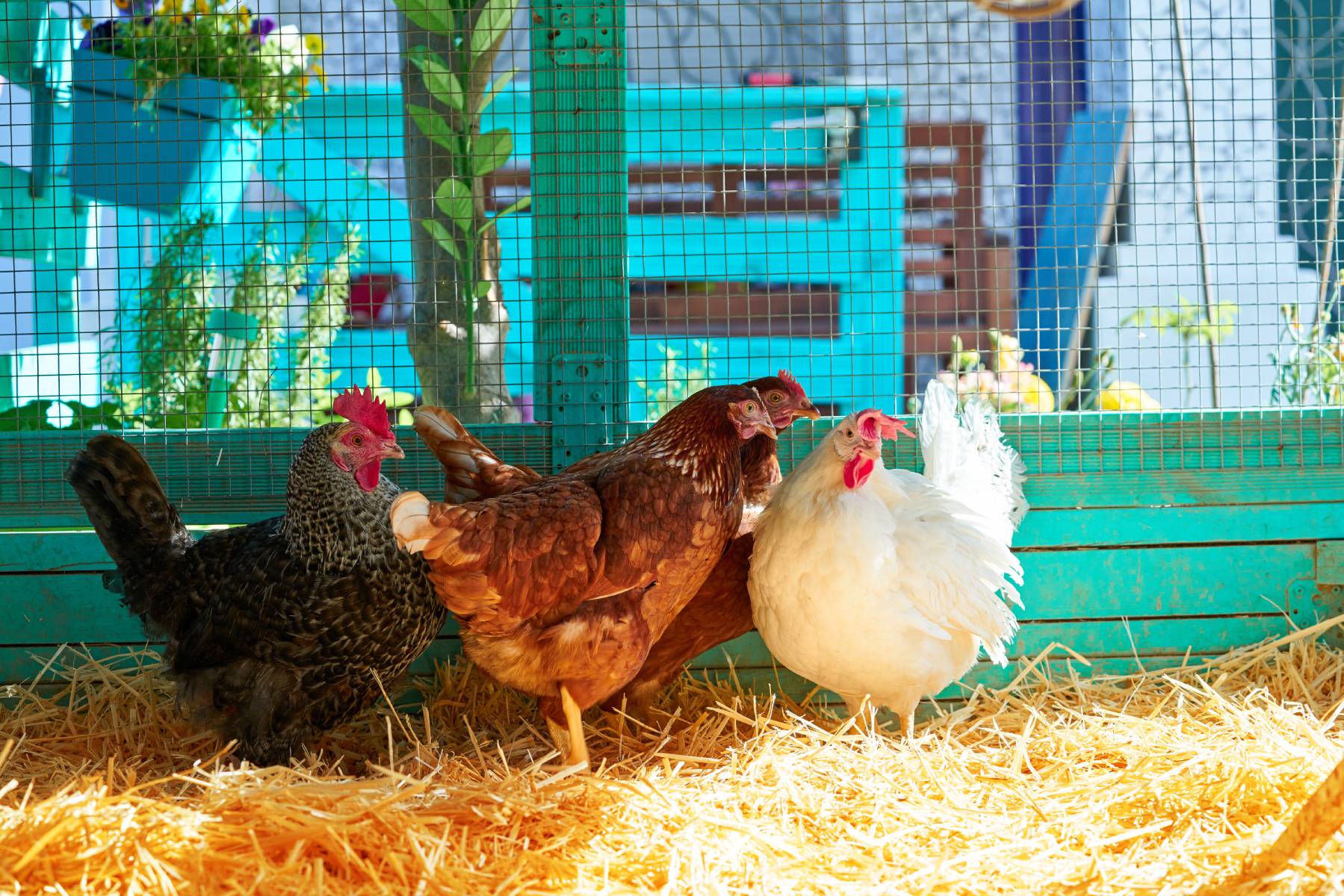 Chicken Enclosure and Fencing Choices – Videos – Mother Earth News